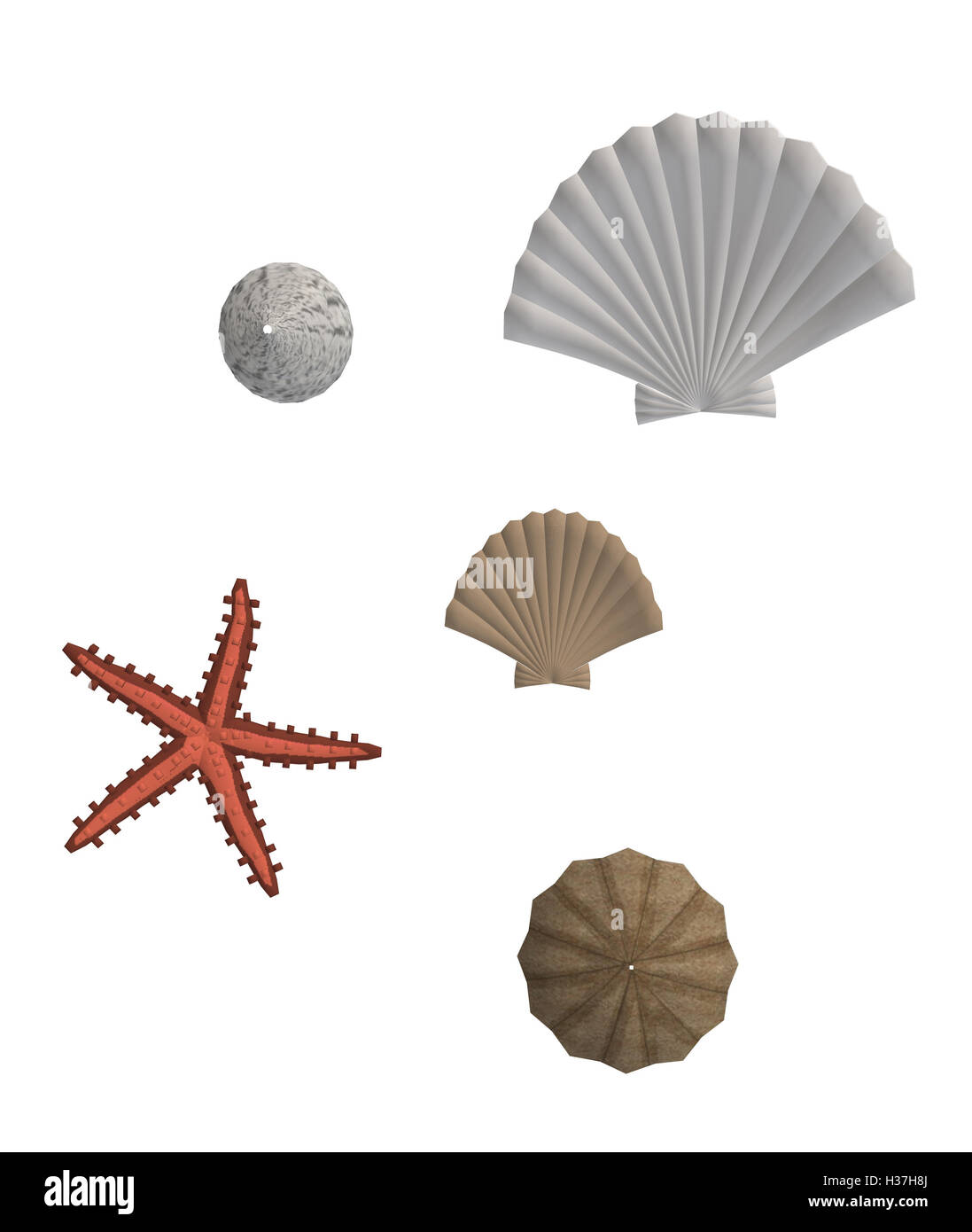 Framework of shells hi-res stock photography and images - Alamy