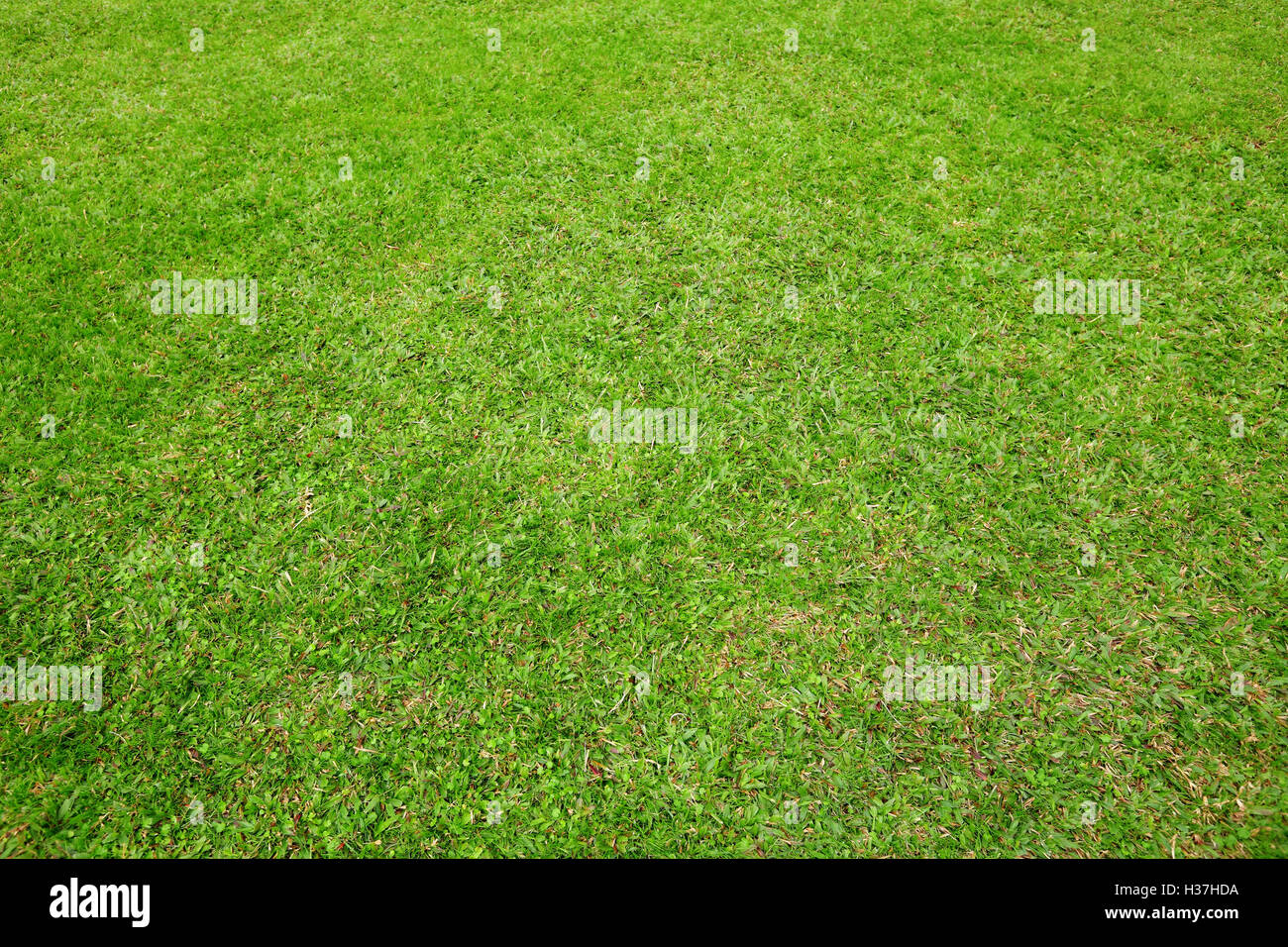 Carpet plot hi-res stock photography and images - Alamy