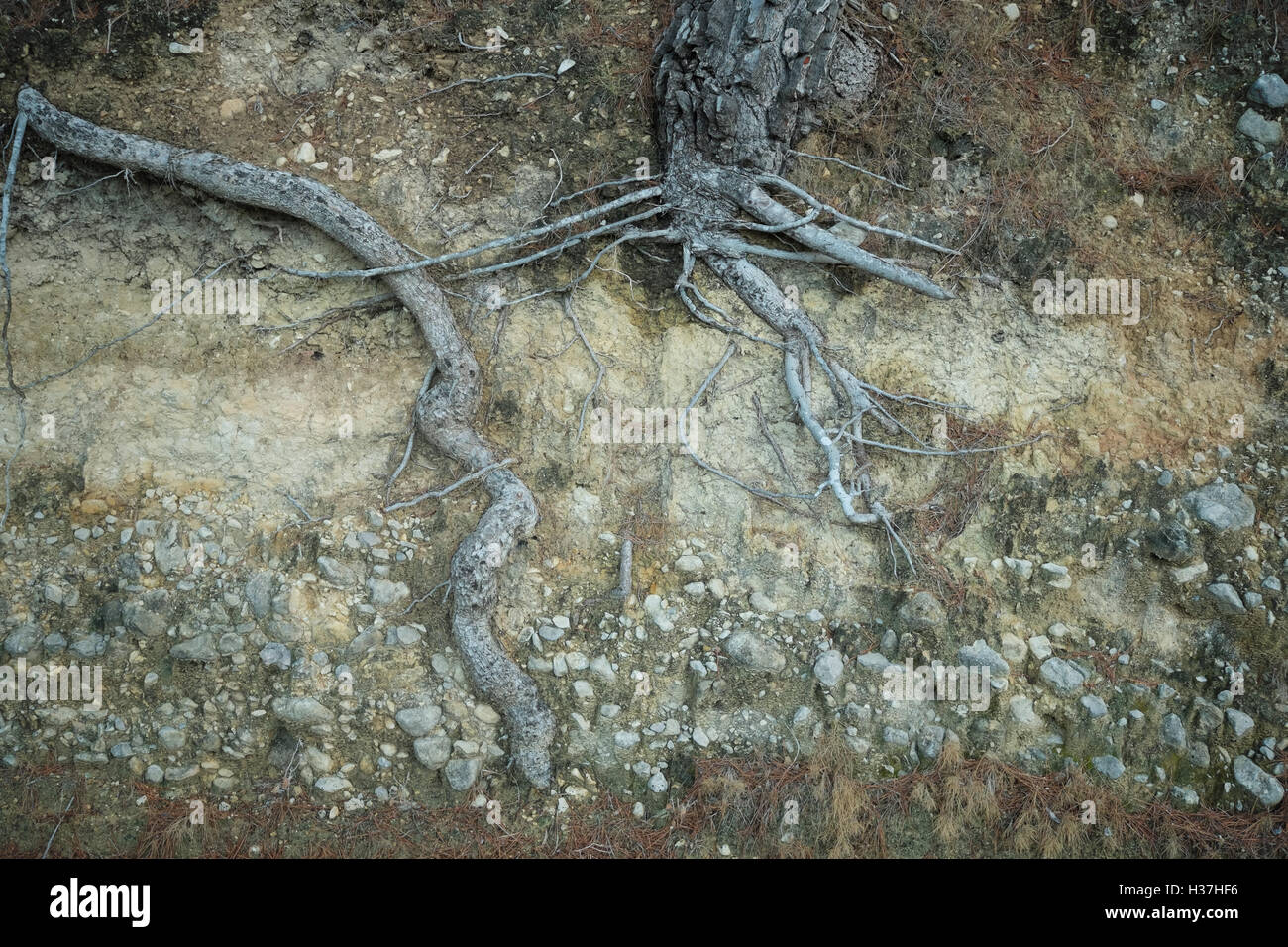 Roots washed on surface in heavily eroded terrain, aerial roots Stock ...