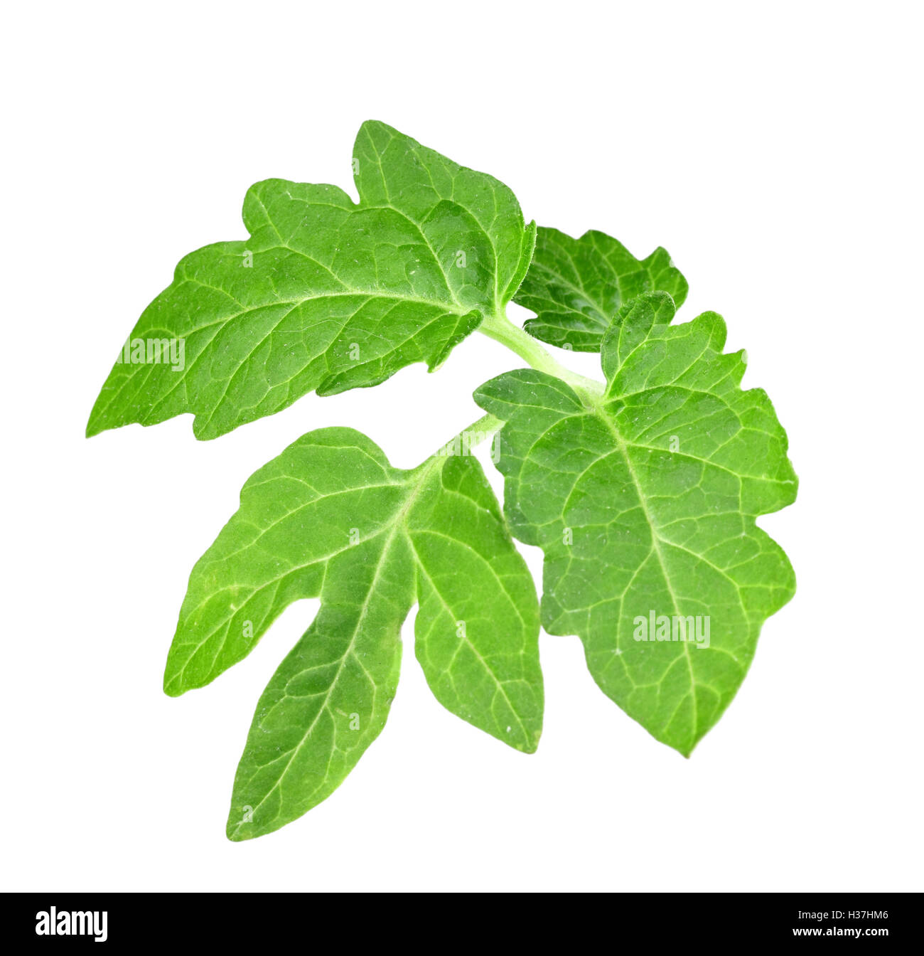 Leaf of tomato Stock Photo - Alamy
