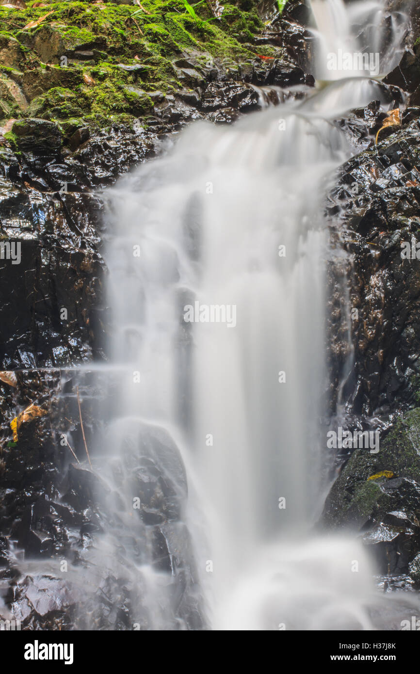 rainforest waterfall and rocks covered with moss Stock Photo - Alamy
