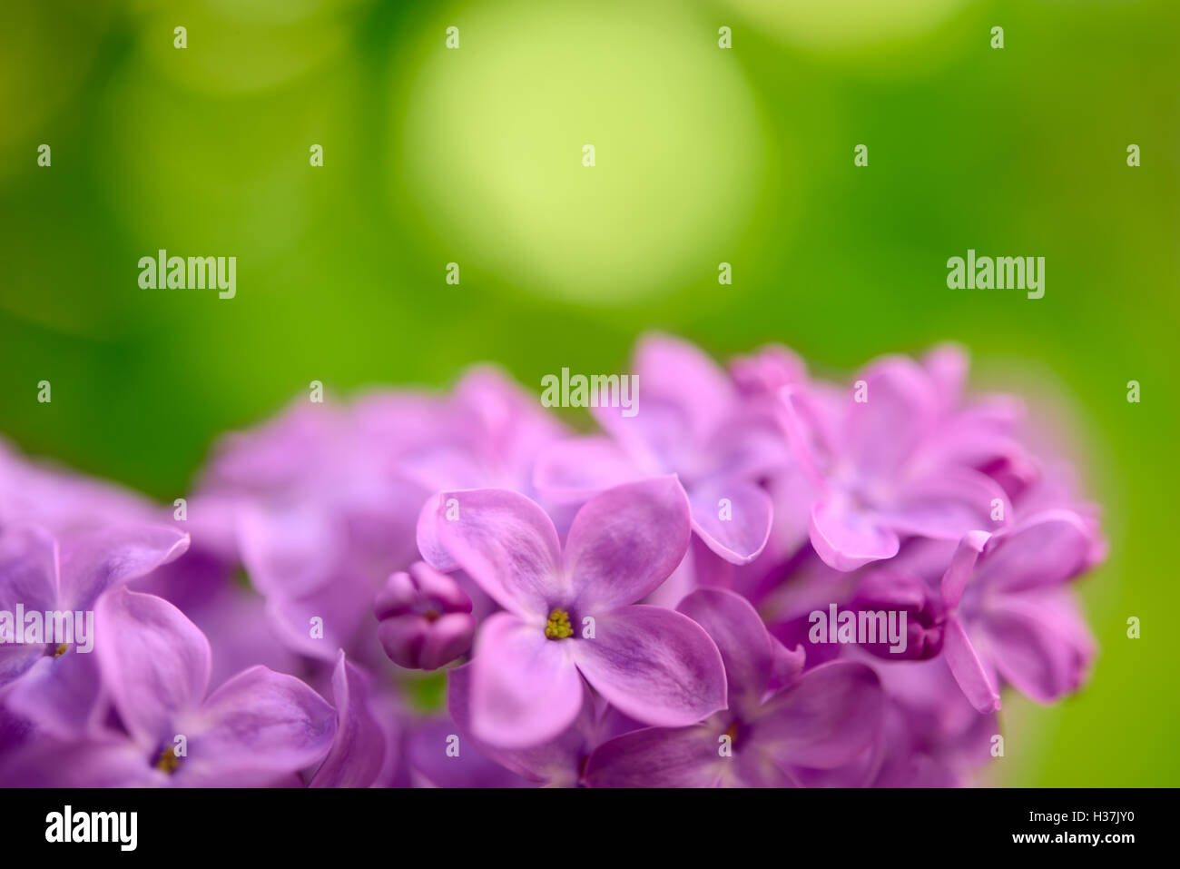 Spring Purple Lilac Flowers on the Green Background Stock Photo - Alamy