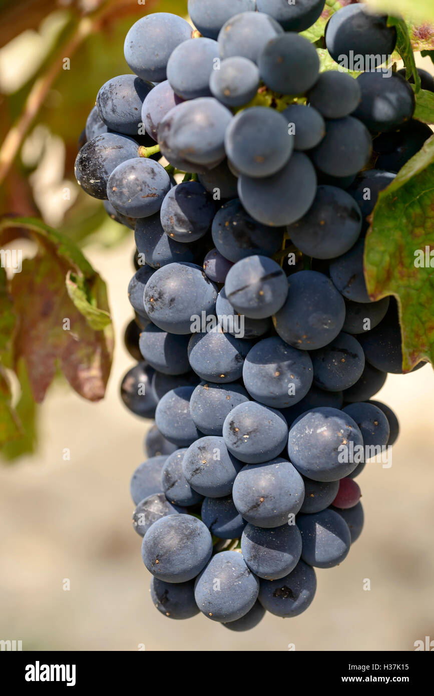 Grape cultivation italy hi-res stock photography and images - Alamy