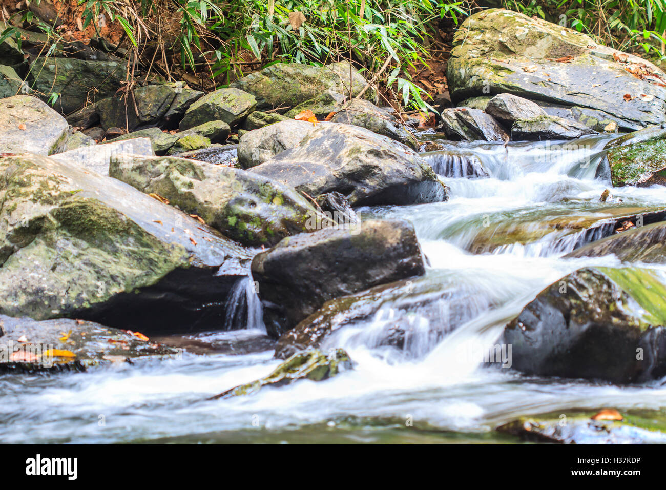 rainforest waterfall and rocks covered with moss Stock Photo - Alamy