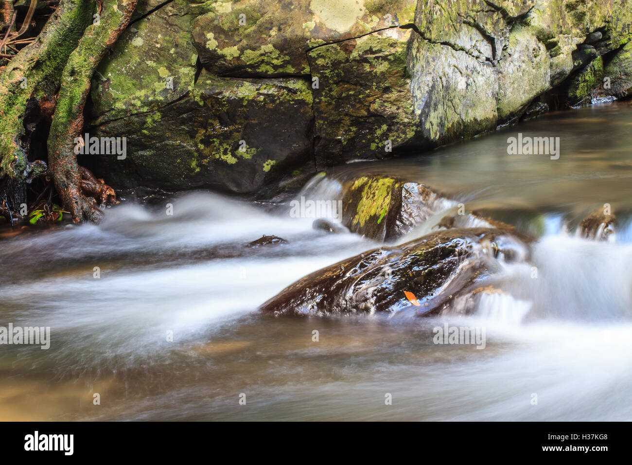 rainforest waterfall and rocks covered with moss Stock Photo - Alamy