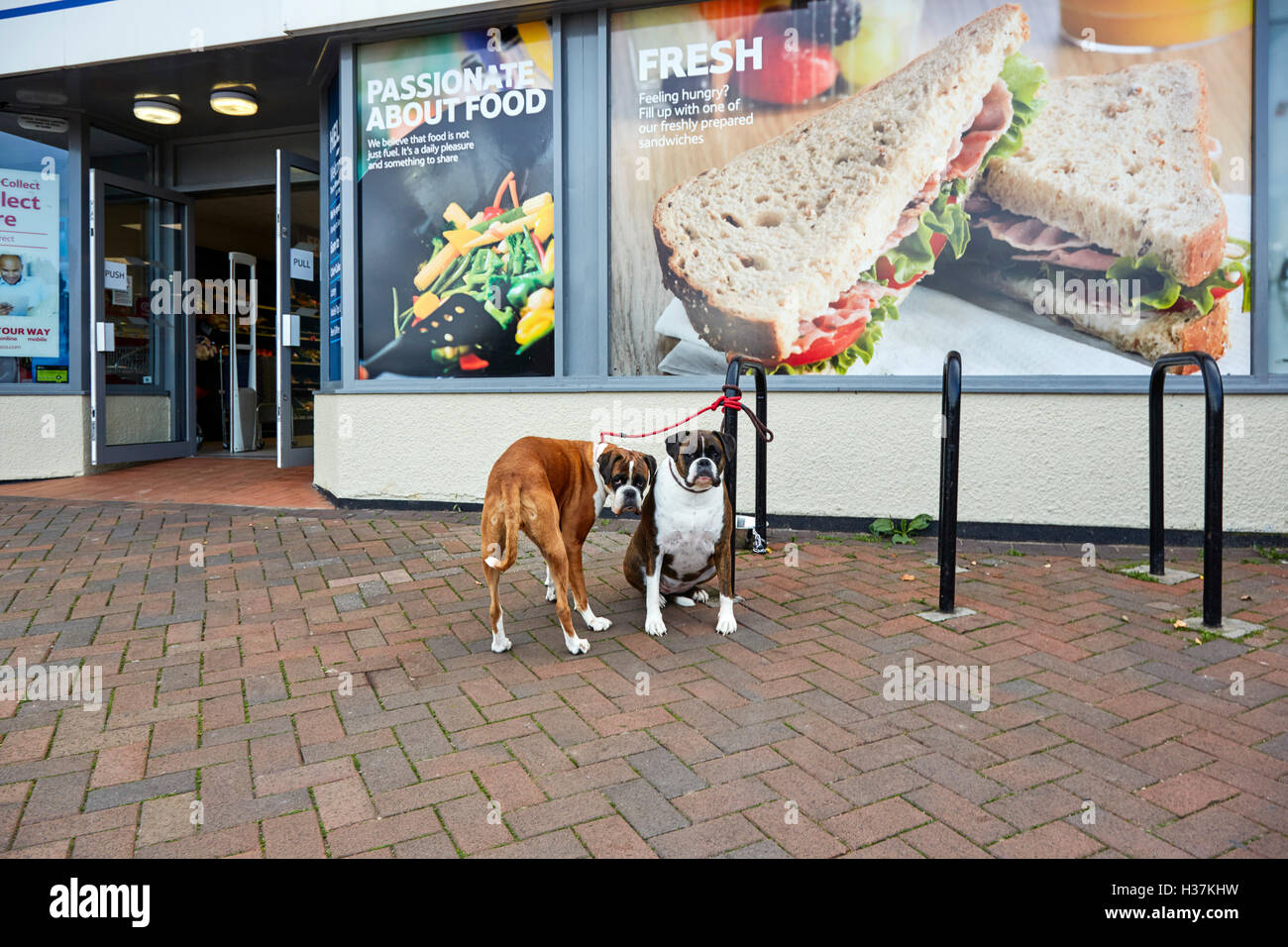 Two boxer dogs outside shop Stock Photo - Alamy
