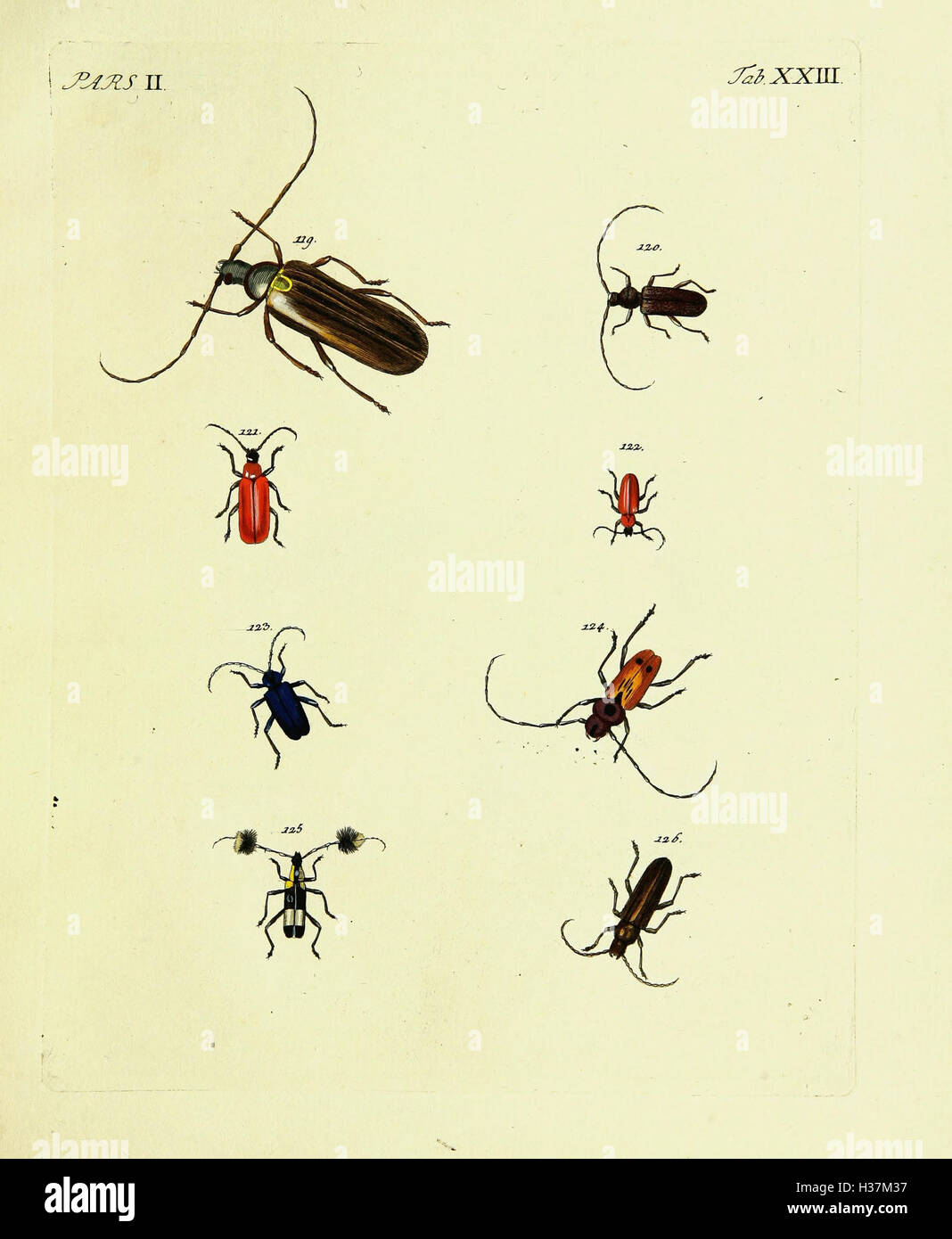 Johann Eusebius Voet’s work on hard-shelled insects, focusing on ...