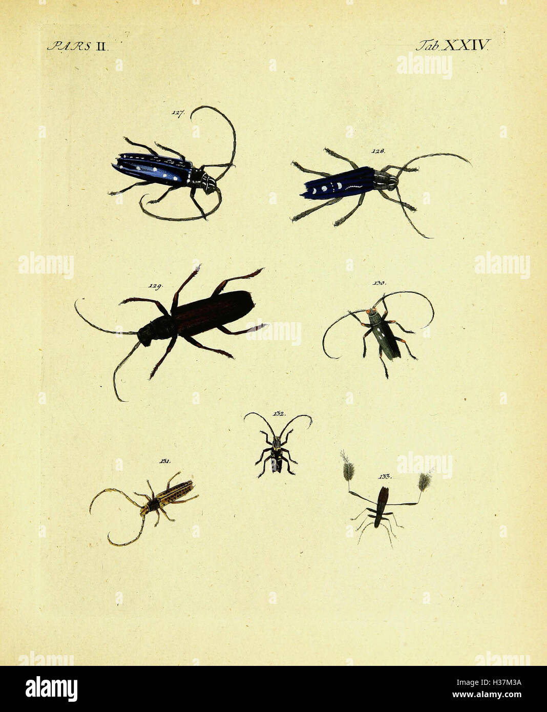 Insect descriptions hi-res stock photography and images - Alamy