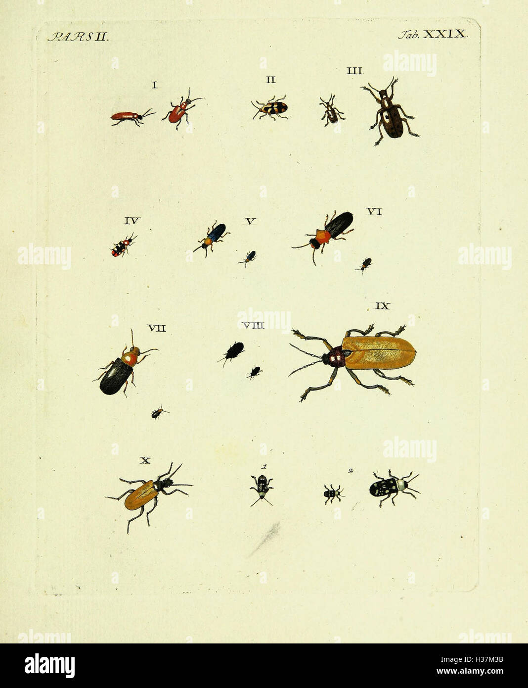A detailed description and illustration of hard-shelled insects ...