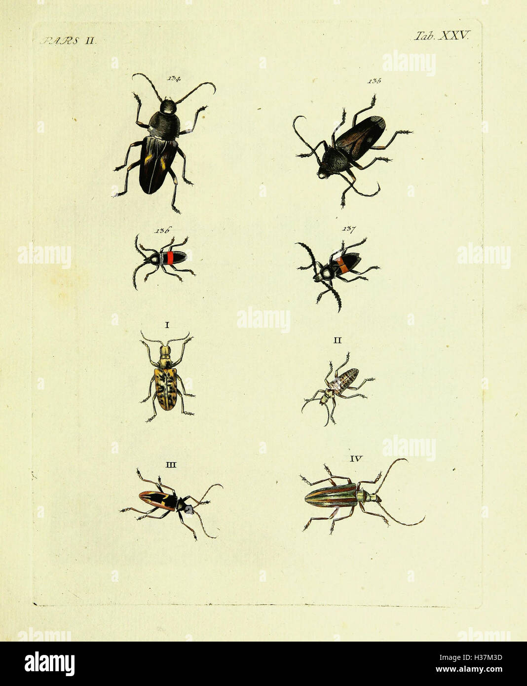 This German work by Johann Euseb Voet presents descriptions and ...