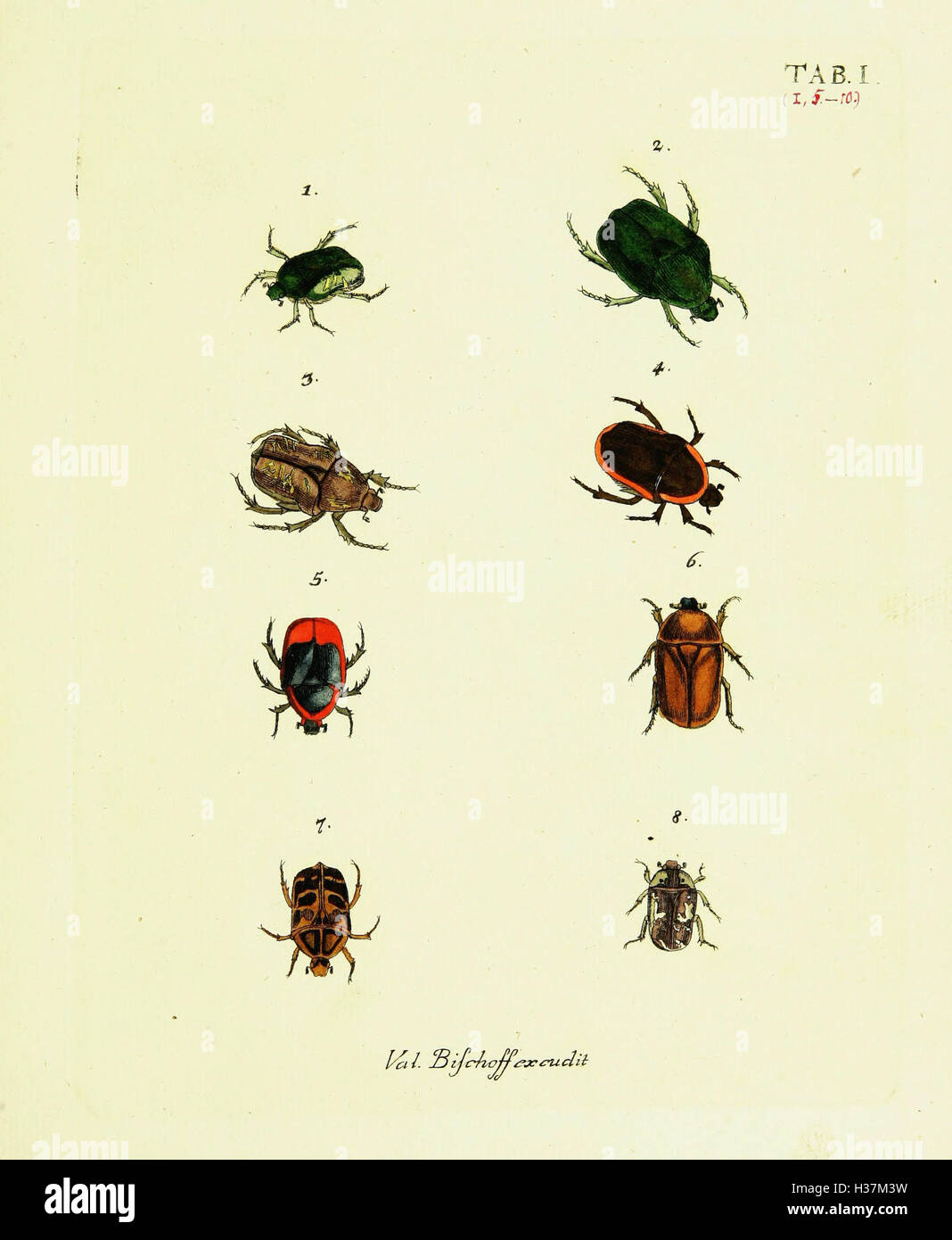 This plate contains descriptions and illustrations of hard-shelled ...