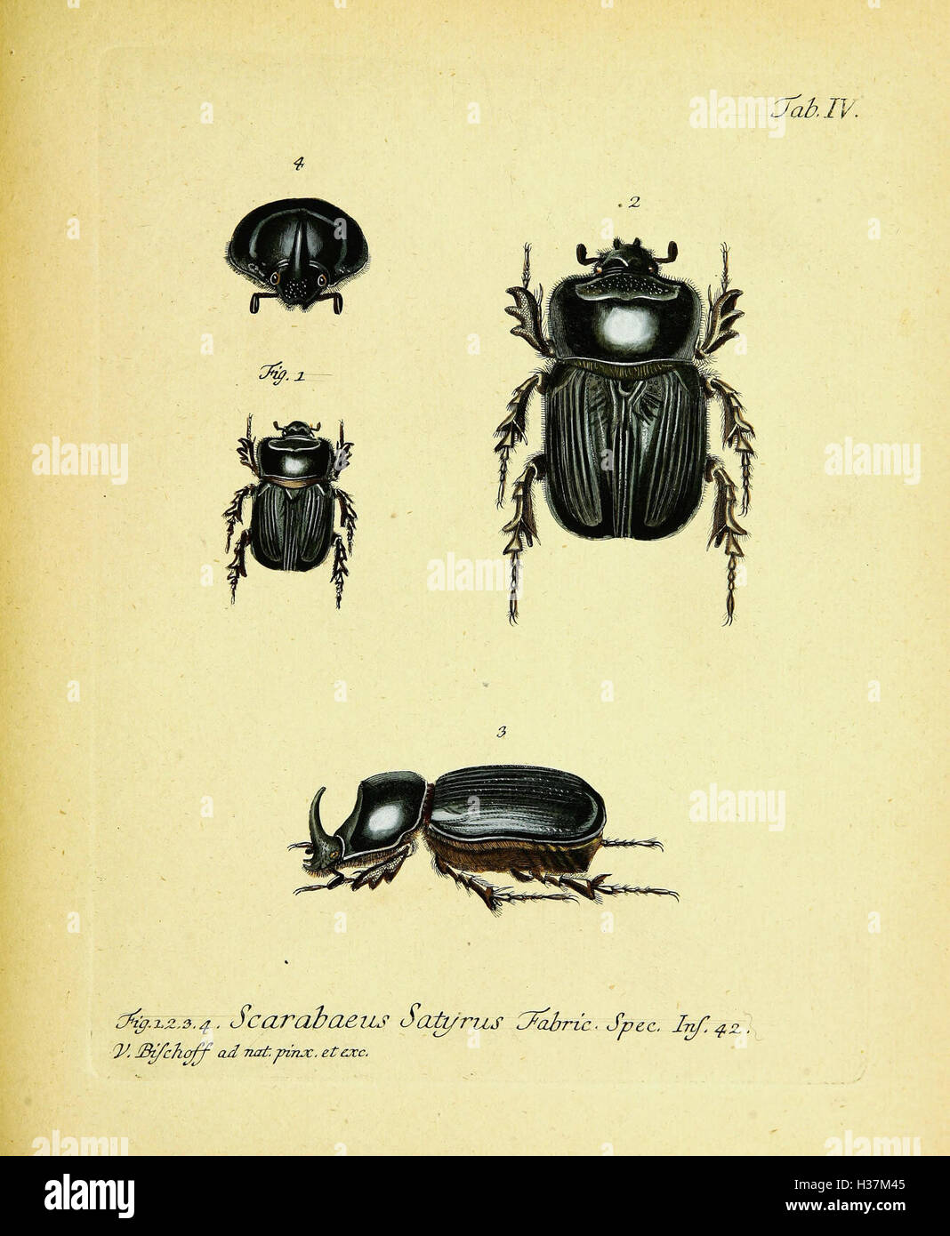 Johann Euseb Voets' work describes and illustrates hard-shelled insects ...