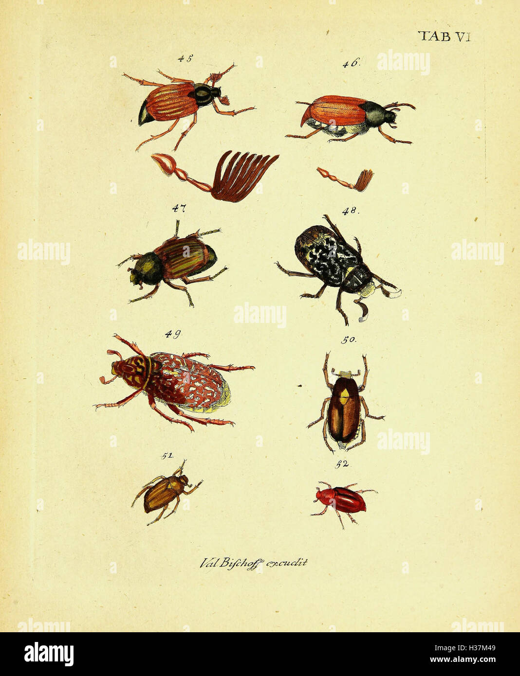 A detailed illustration of hard-shelled beetles (Coleoptera) by Johann ...