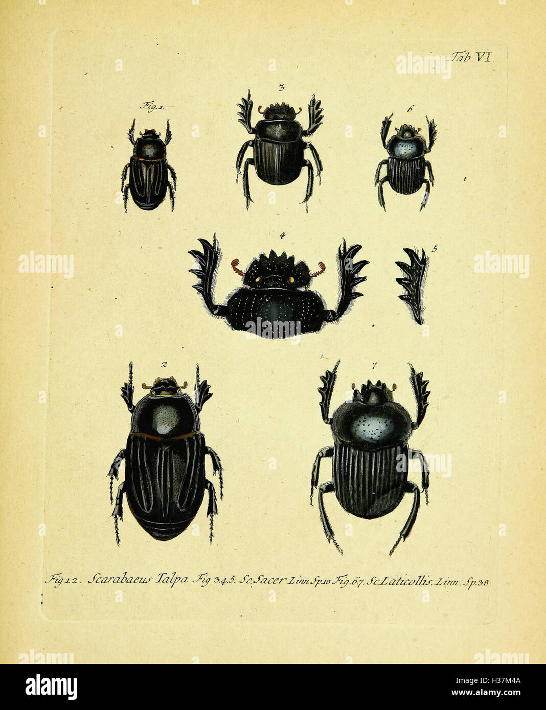 Johann Euseb Voets' work on hard-shelled insects, particularly beetles ...