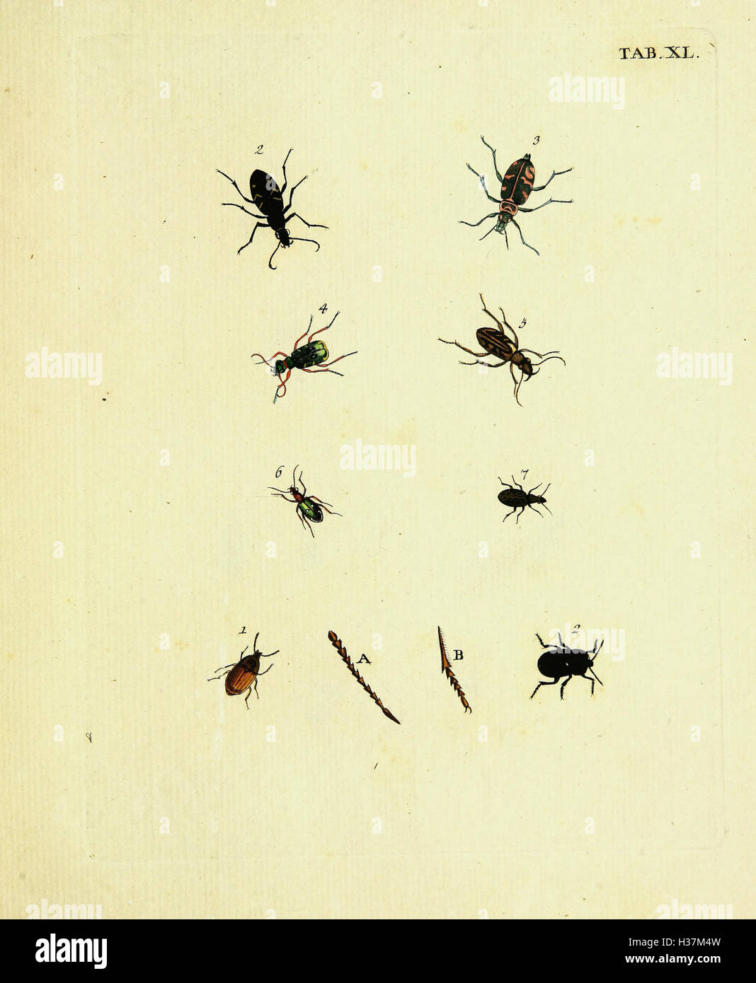 This work presents detailed descriptions and illustrations of hard ...