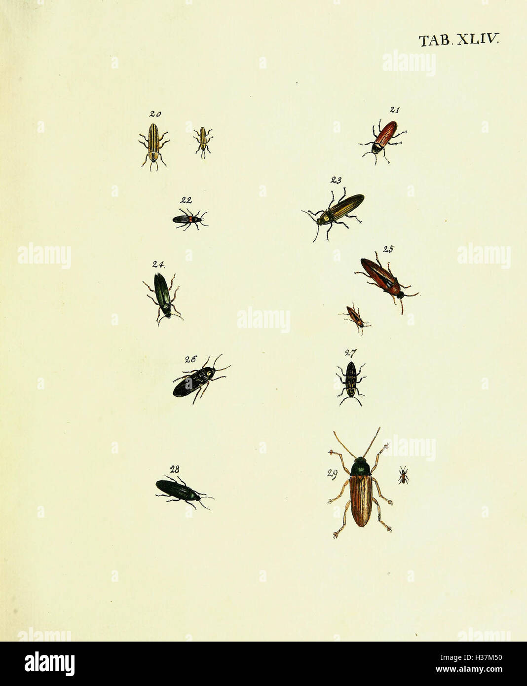 This work by Johann Eusebius Voet provides detailed descriptions and ...