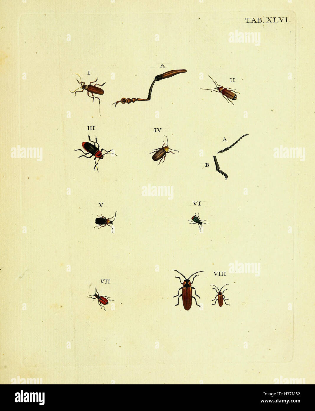 This work by Johann Euseb Voet provides descriptions and illustrations ...