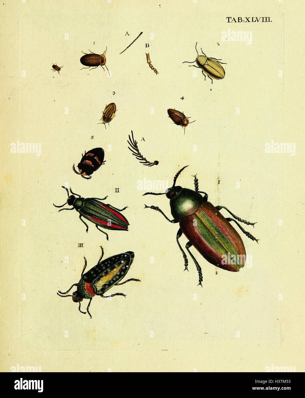 A detailed work by Johann Euseb Voet, featuring descriptions and ...