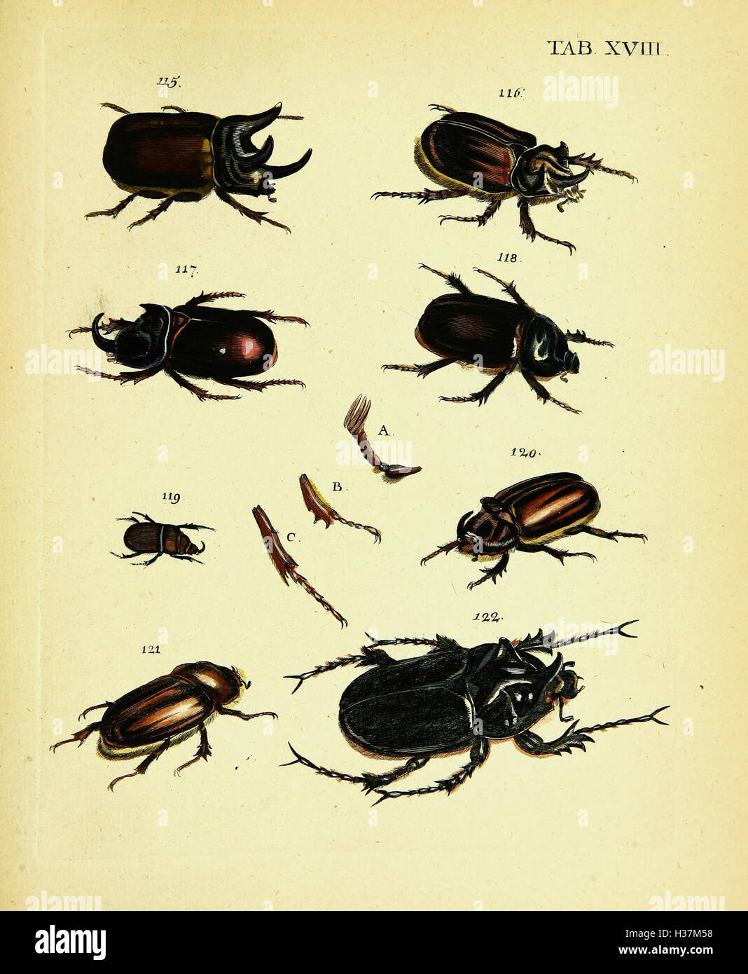 This book describes and illustrates the hard-shelled insects of the ...