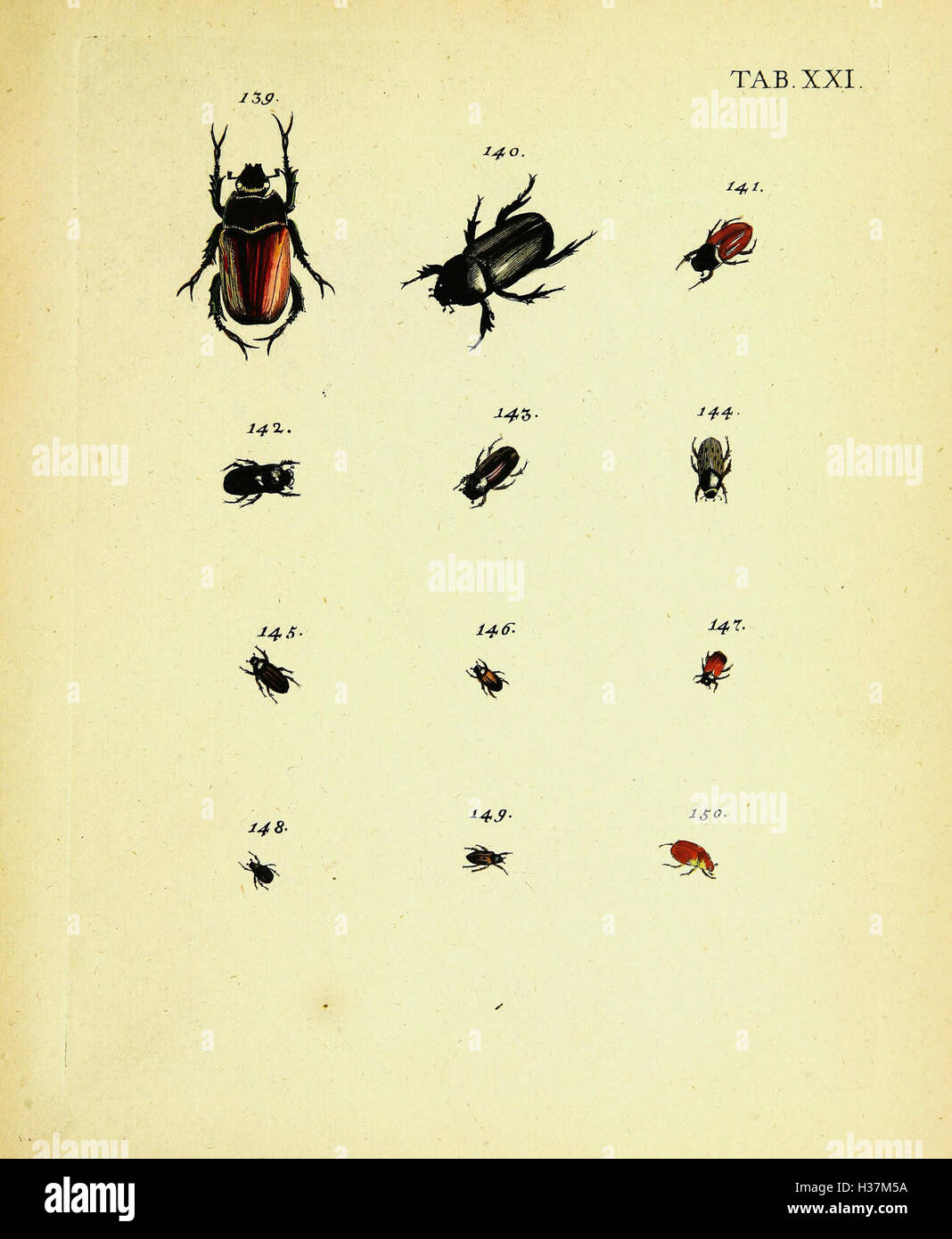 This page features descriptions and illustrations by Johann Euseb Voet ...