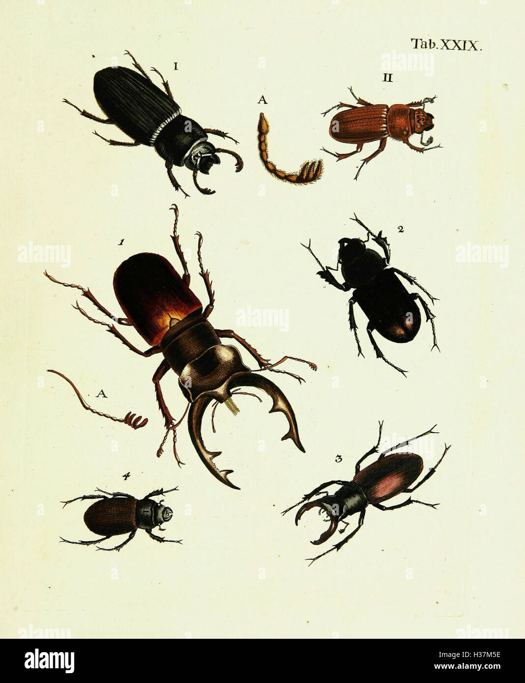 This work by Johann Eusebius Voet provides descriptions and ...