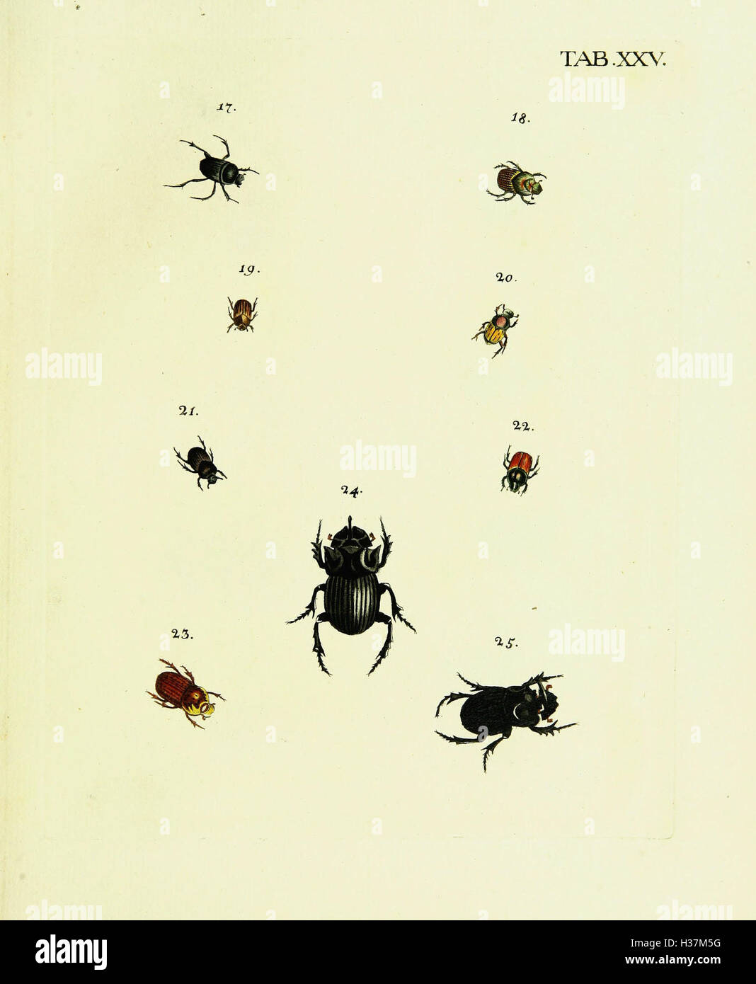 A detailed description and illustration of hard-shelled insects ...