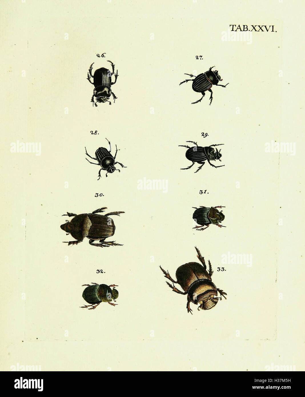 Anatomical features of beetles hi-res stock photography and images - Alamy