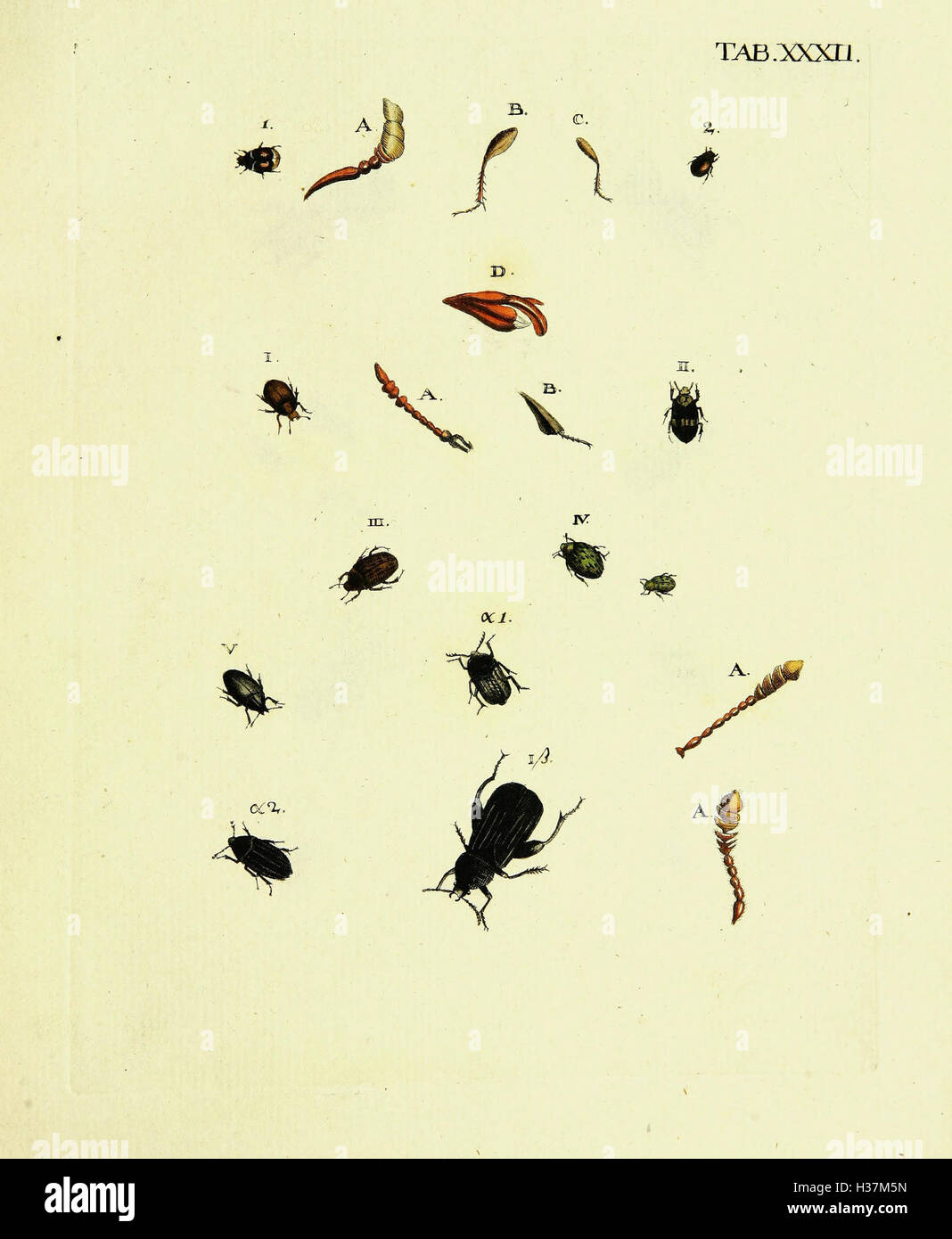 This work by Johann Euseb Voets describes and illustrates hard-shelled ...