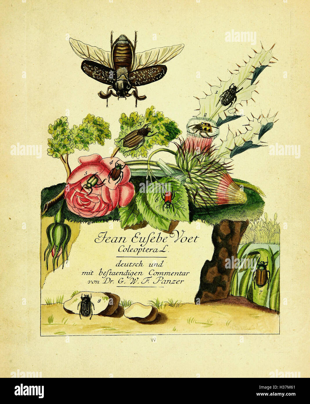 Detailed depictions of beetles hi-res stock photography and images - Alamy