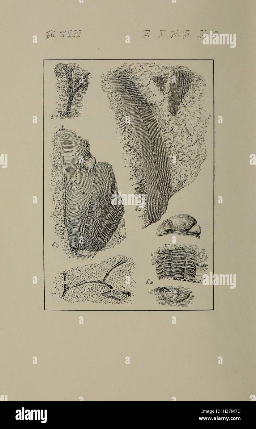 This work provides a detailed key to the upper Devonian stratigraphy of ...
