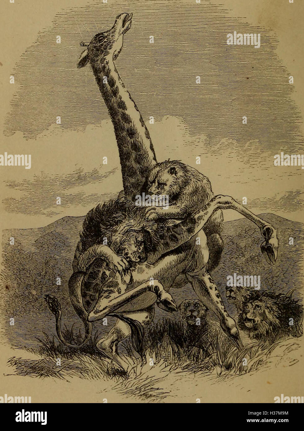 Lake Ngami, or, Explorations and discoveries during four years ...