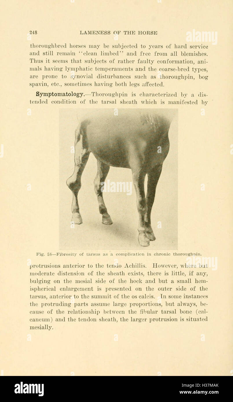This text discusses the causes, symptoms, and treatments of lameness in ...