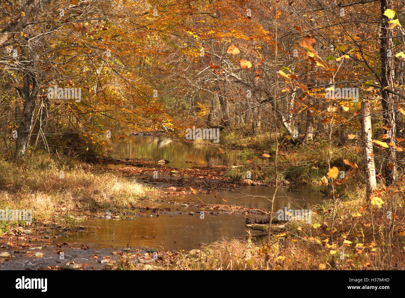 Mountain stream through rocks, into the woods, in autumn Stock Photo ...