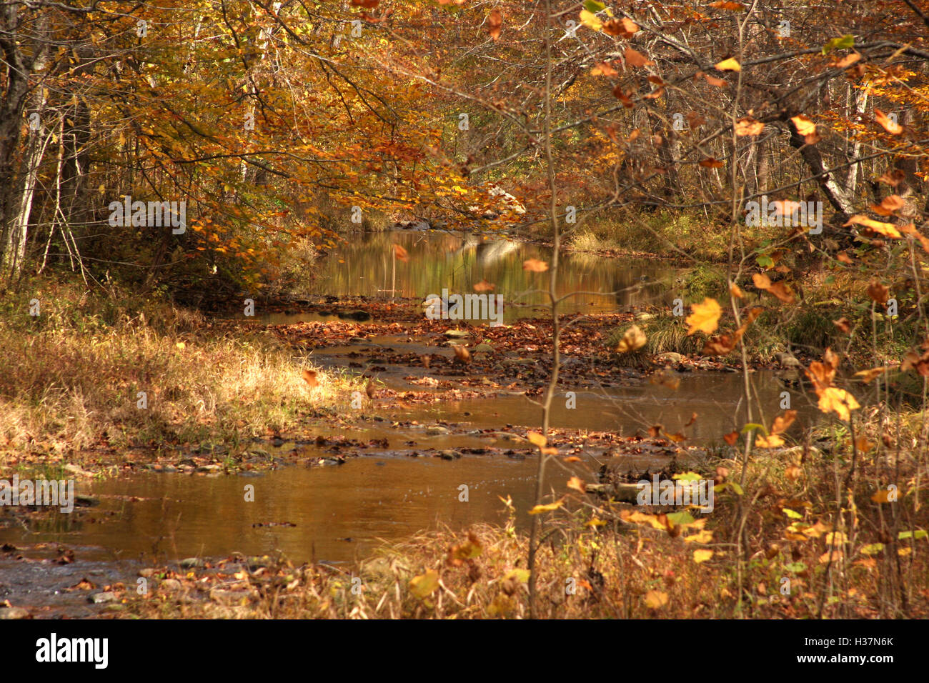 Stream flowing through rocks trees in forest day hi-res stock ...
