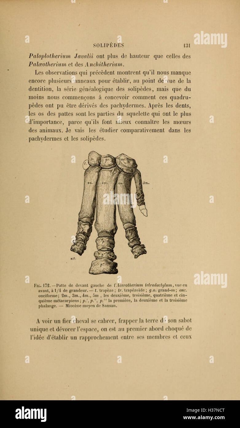 Different evolutionary adaptation hi-res stock photography and images ...