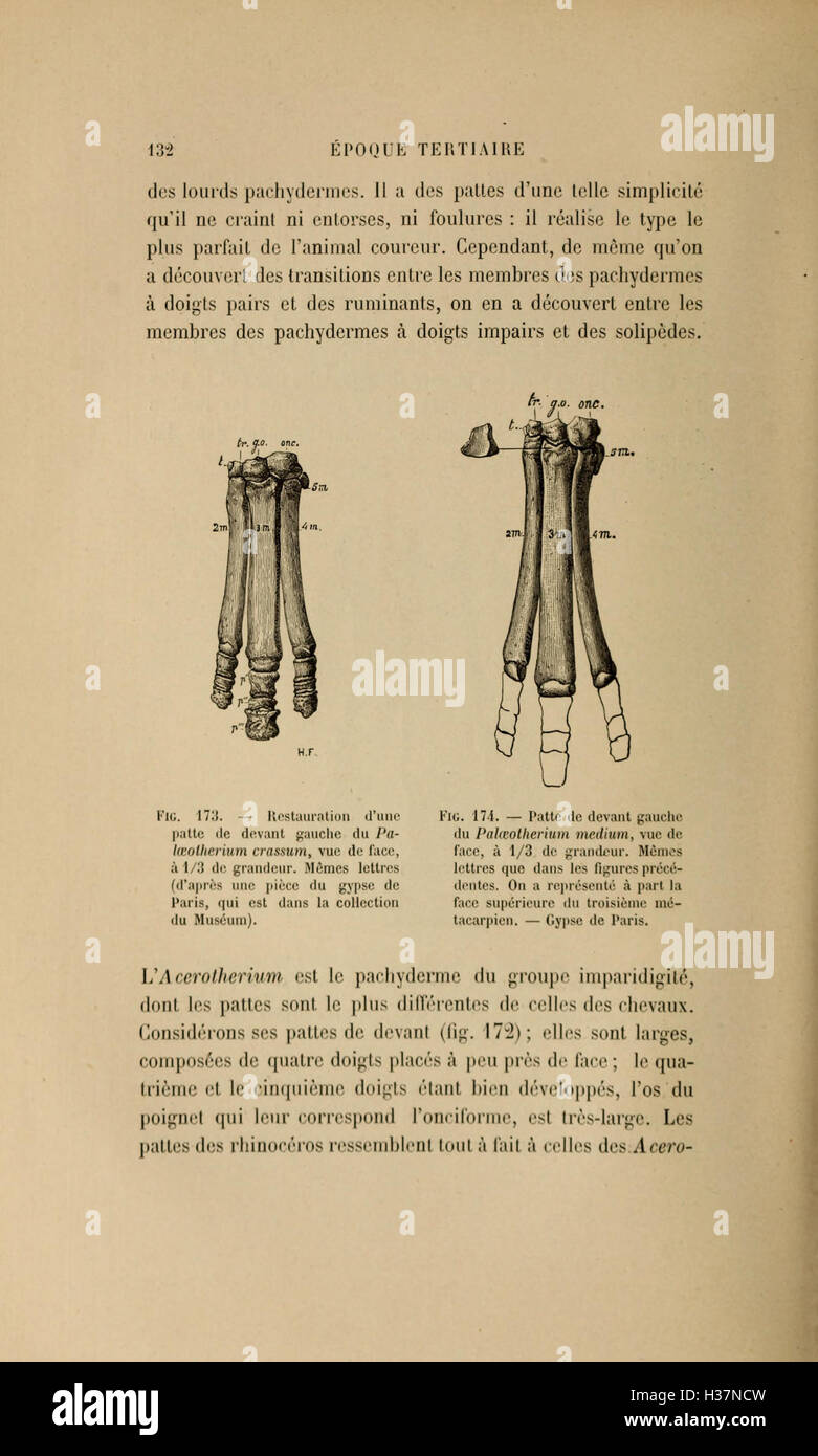 This work explores the connections and evolutionary sequences of animal ...