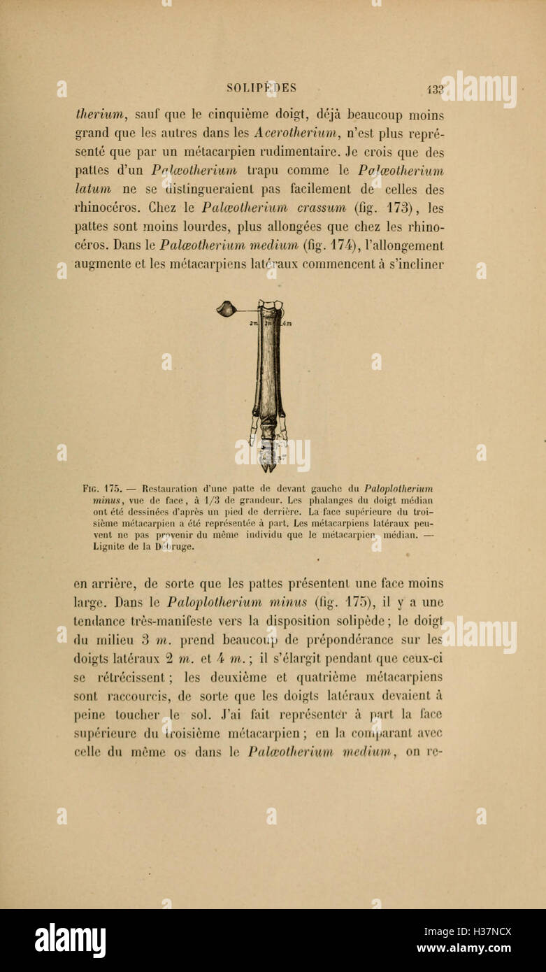 This work examines the connections and transitions of animal life ...