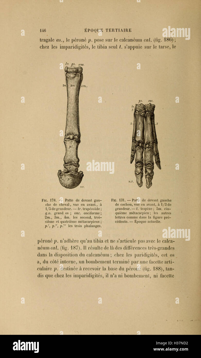 This French work discusses the connections between animal species ...
