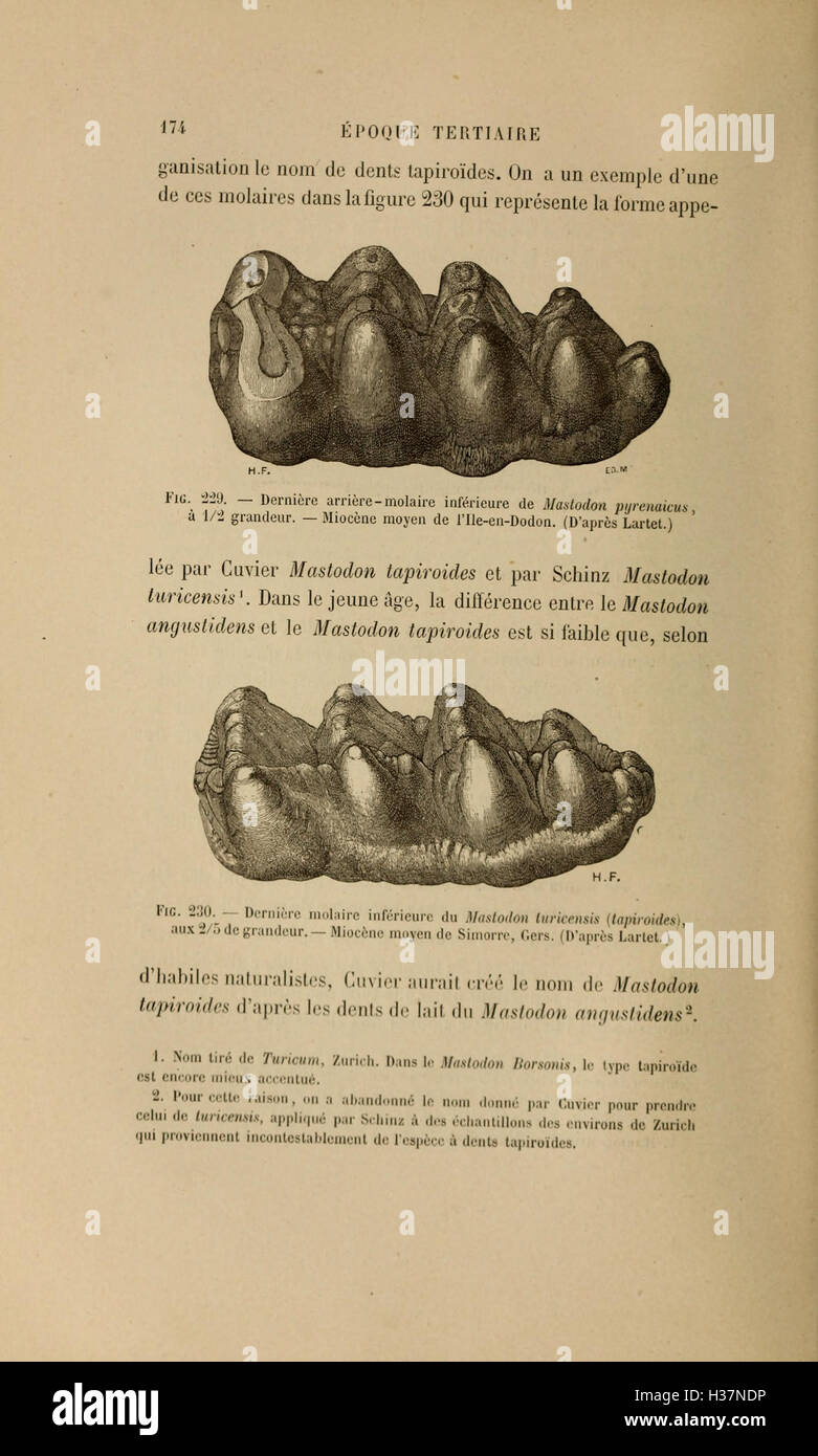 A study of the evolution of animal life through geological time periods ...