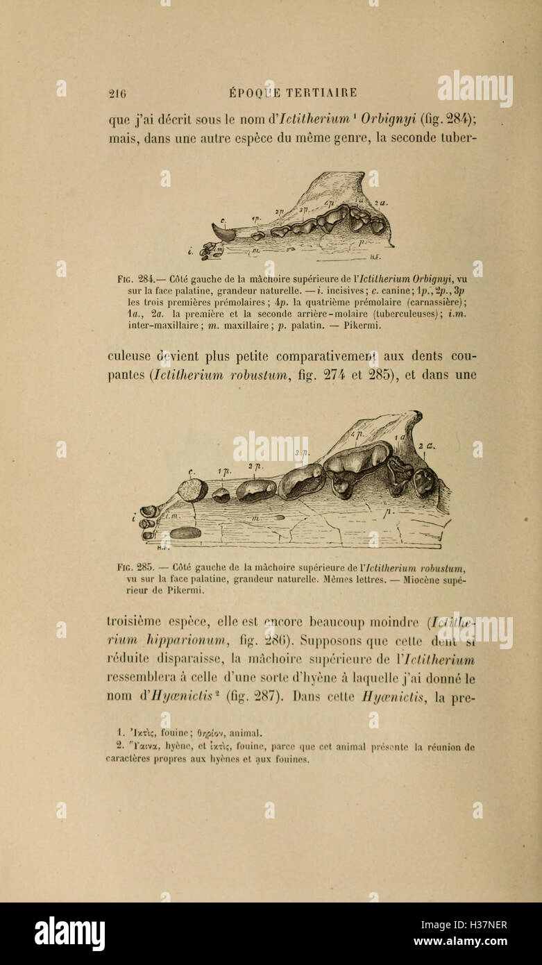 The connections between animal species throughout geological time ...