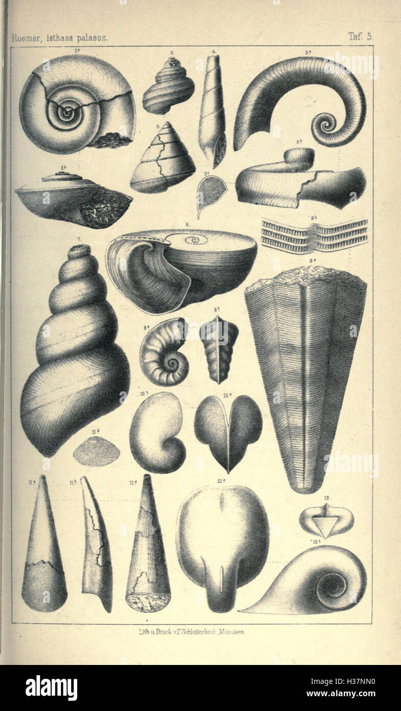 This work presents a detailed description and illustration of fossils ...