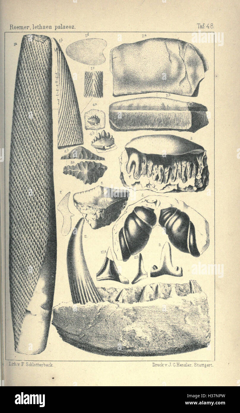 This work focuses on the description and illustration of fossils that ...