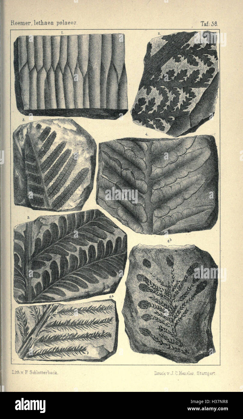 This work describes and illustrates the most characteristic fossils ...