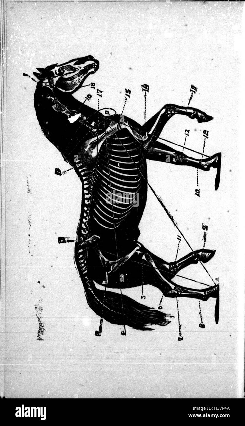 This Canadian veterinary manual provides practical information on ...