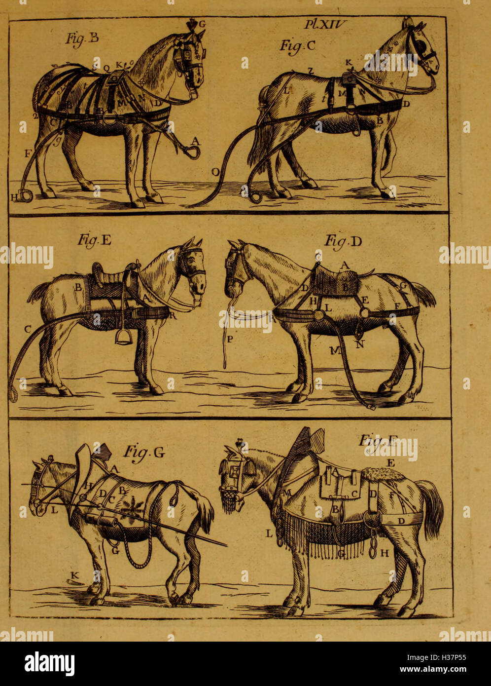 This French work, 'The New Perfect Farrier,' offers an in-depth guide ...