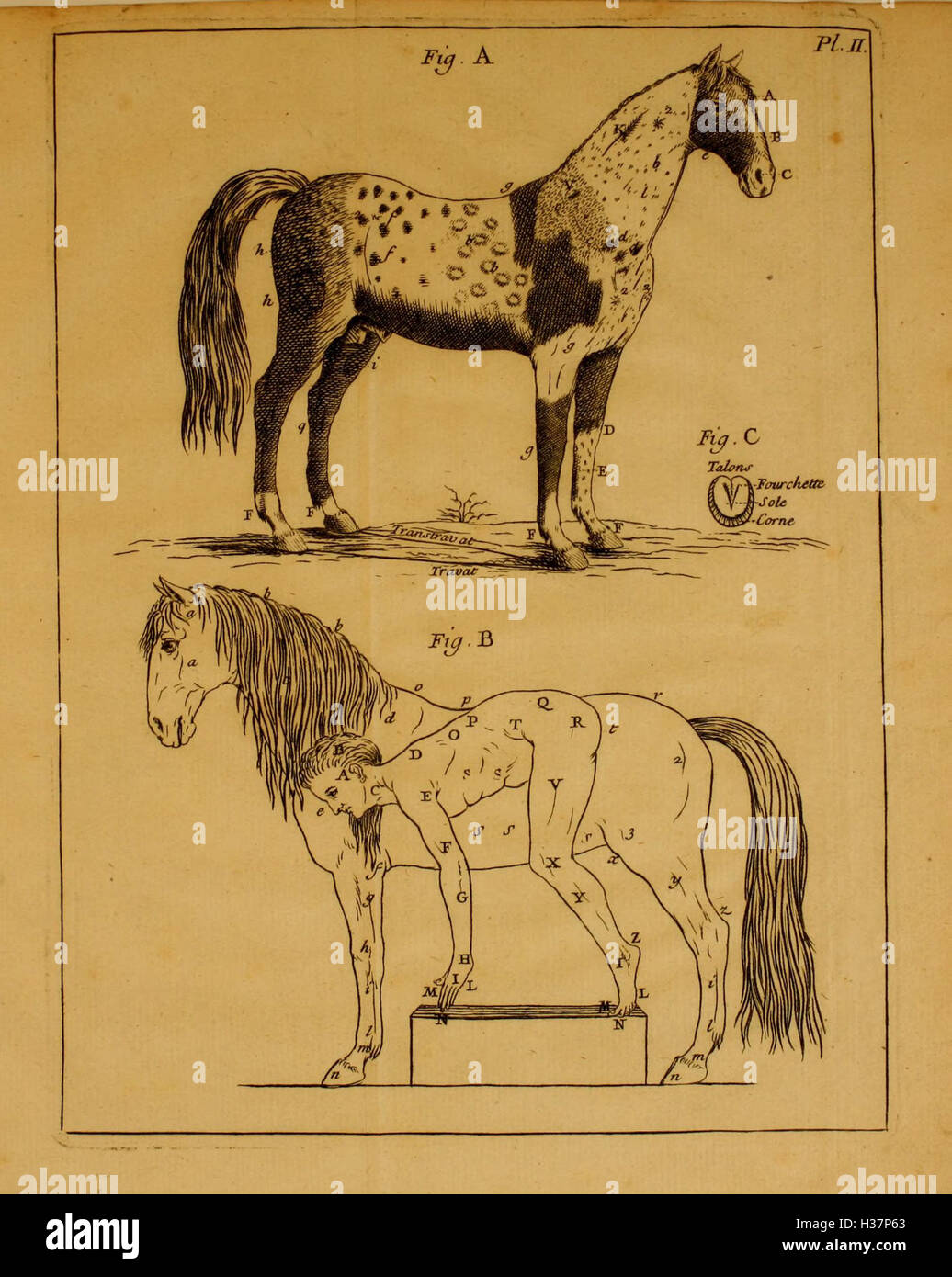 This French work, 'The New Perfect Farrier', offers comprehensive ...