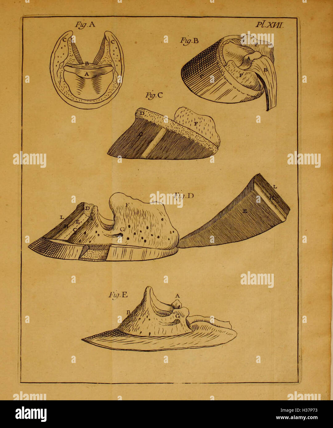 This French work offers a thorough overview of horses, including their ...