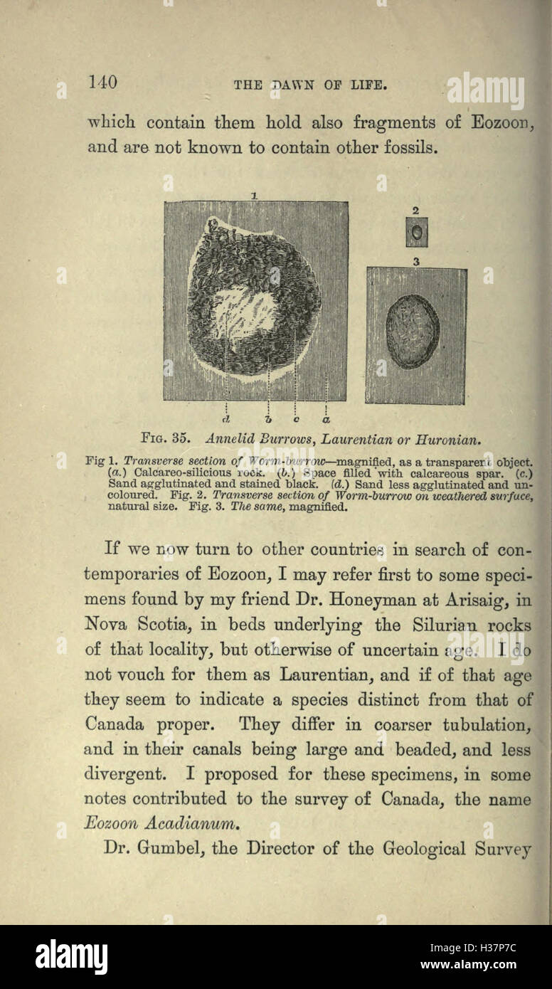 This text discusses the oldest known fossil remains, their relationship ...