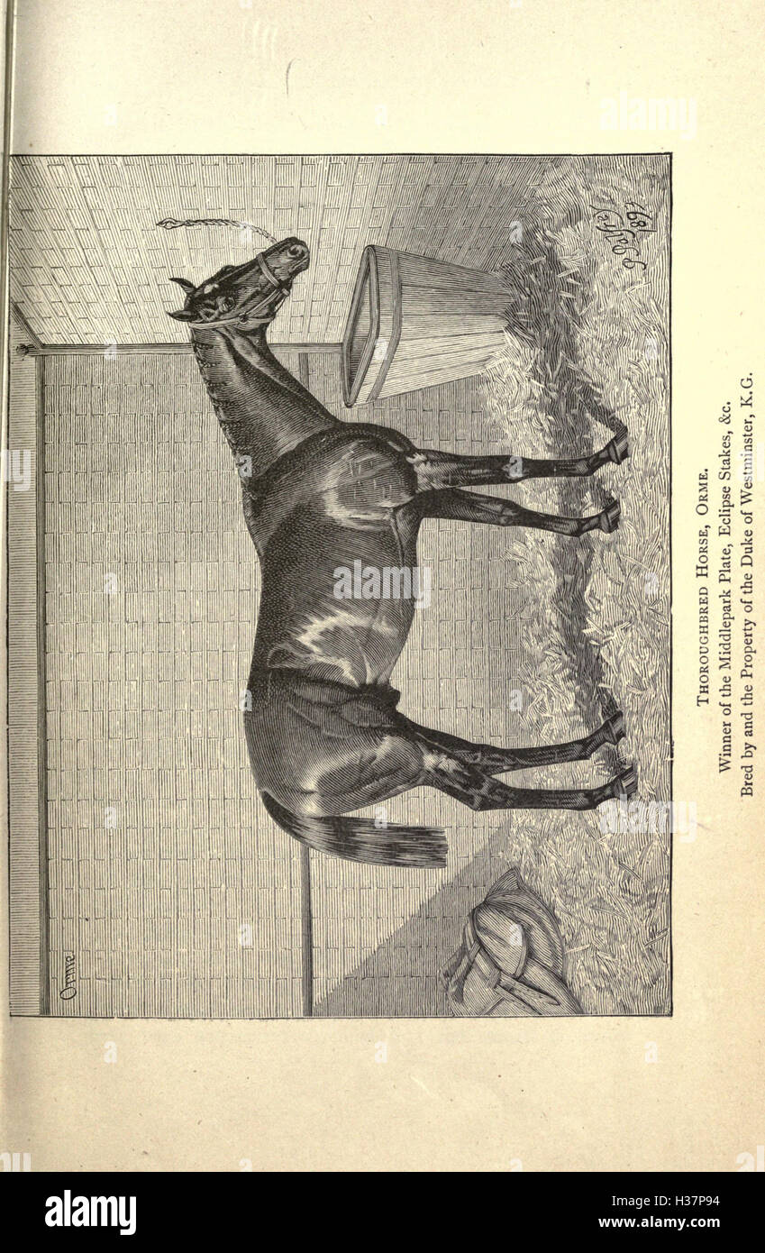 Light horses BHL220 Stock Photo - Alamy