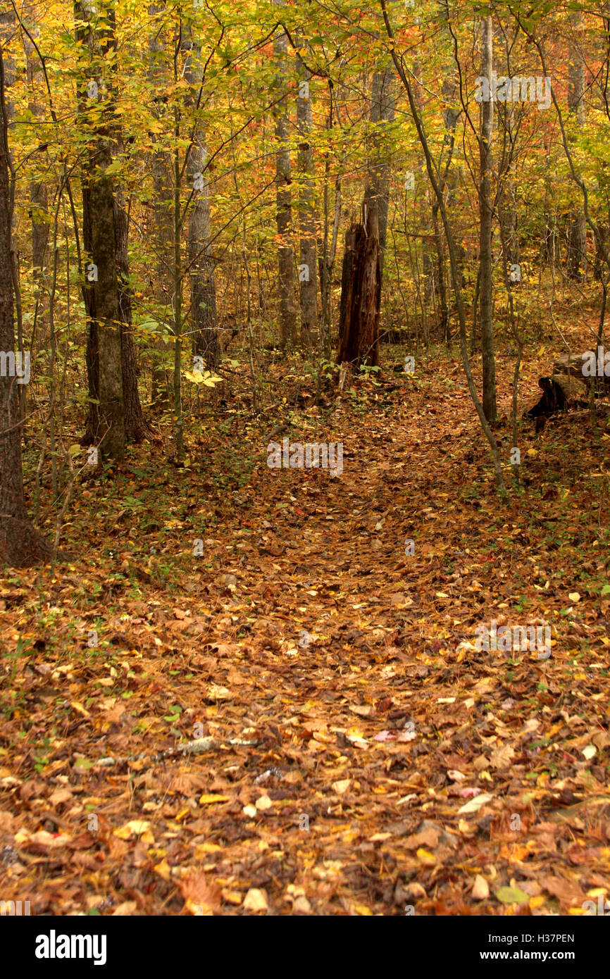 Path in the woods, with trees changing colors in autumn Stock Photo - Alamy